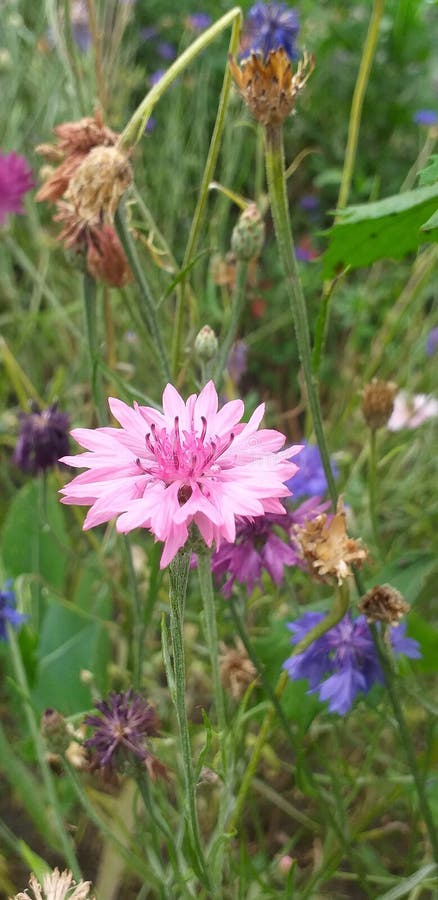 Beautiful pink cornflower stock image. Image of herb - 223402419