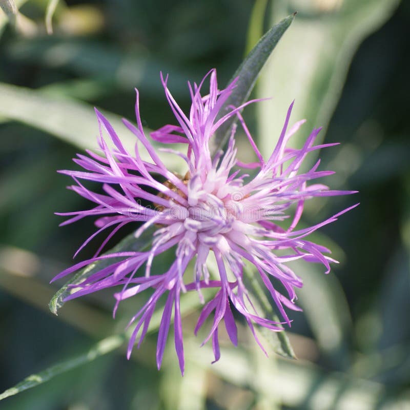 Pink cornflower in bloom stock photo. Image of bloom - 121545114