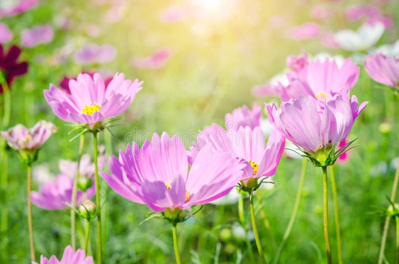 Beautiful Pink Cosmos Flower Field Stock Photo - Image of detail, light ...