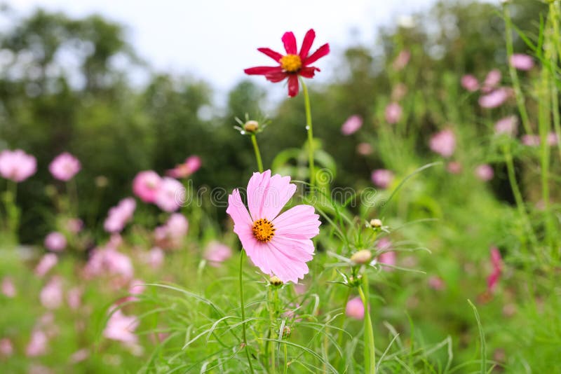 846 Dark Pink Cosmos Flower Stock Photos - Free & Royalty-Free Stock ... 846 Dark Pink Cosmos Flower Stock Photos - Free & Royalty-Free Stock ...
