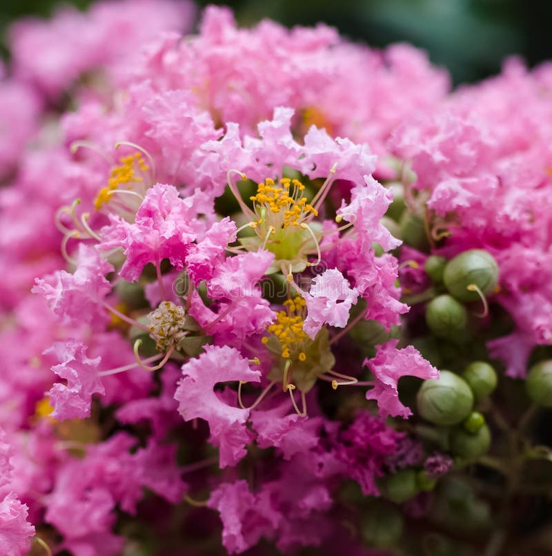 Beautiful Pink Crepe Myrtle Flower Tree Stock Photo - Image of crape ...