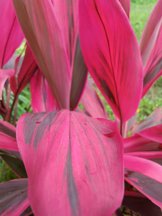 Beautiful Pink Croton Flowers in the Morning Stock Photo - Image of ...