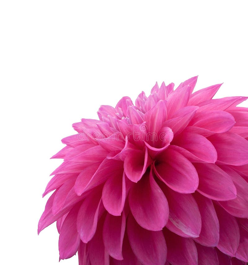 Abstract Closeup(macro) of Pink Dahlia Flower with Pretty Petals Stock ... Abstract Closeup(macro) of Pink Dahlia Flower with Pretty Petals Stock ...