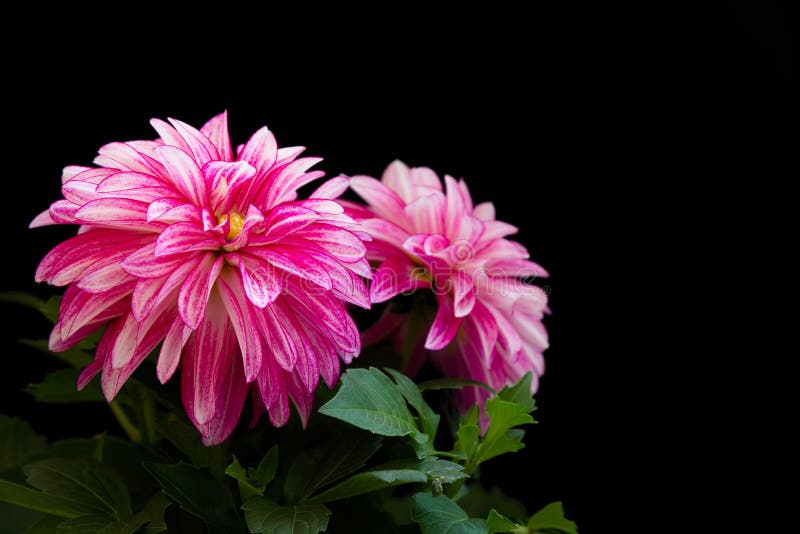 Beautiful Pink Dahlia on a Black Background Stock Photo - Image of ...