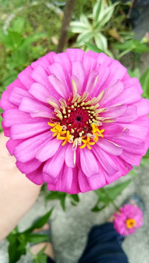 The Beautiful Pink Daisy Flower Stock Photo - Image of daisy, beautiful ...