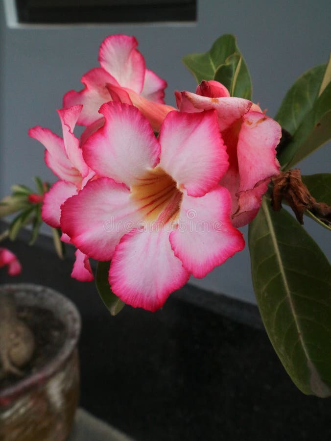 Beautiful Pink Desert Rose in Full Bloom Stock Image - Image of bright ...