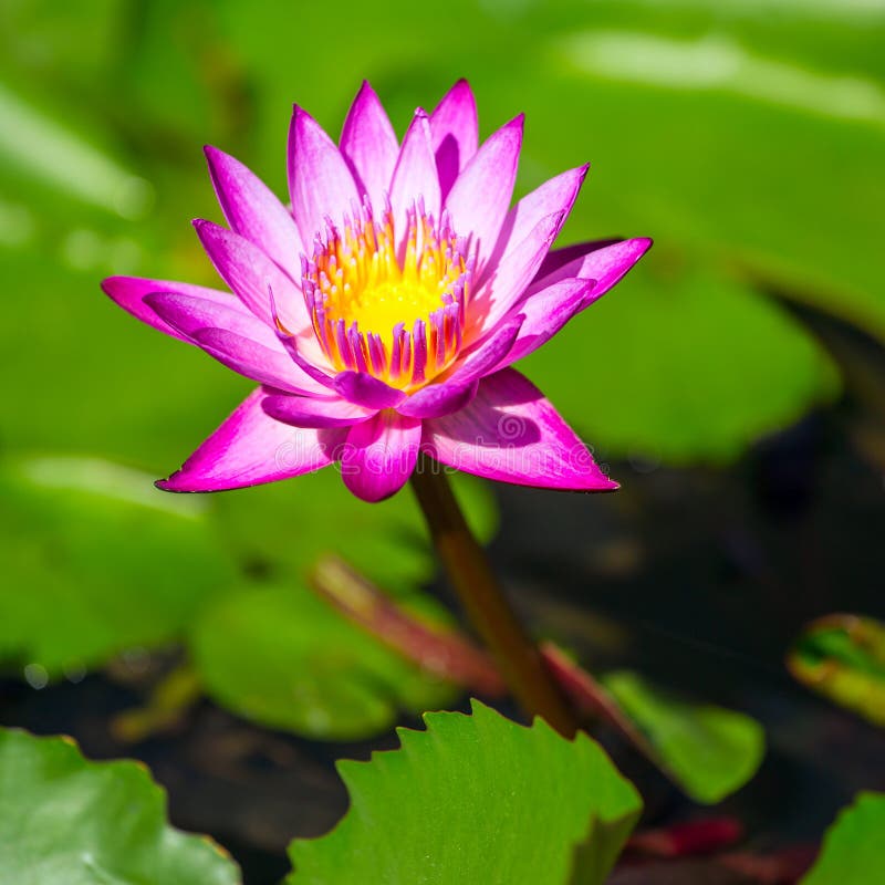 Beautiful Pink Egyptian Water Lily Stock Image - Image of leaf, aquatic ...