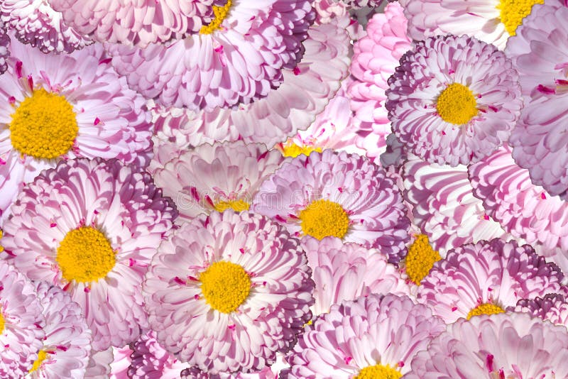 Seamless Pattern with Pink Daisies for Background or Texture Stock ...