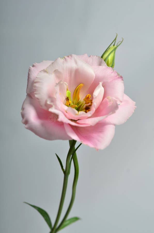 Beautiful Single Pink Eustoma Flower on Gray Background Stock Photo ...