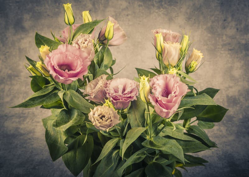 Beautiful Pink Eustoma Flowers on a Dark Background. Stock Photo ...