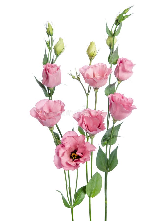 Pink Eustoma on a Gray Background. Bouquet Stock Photo - Image of ...