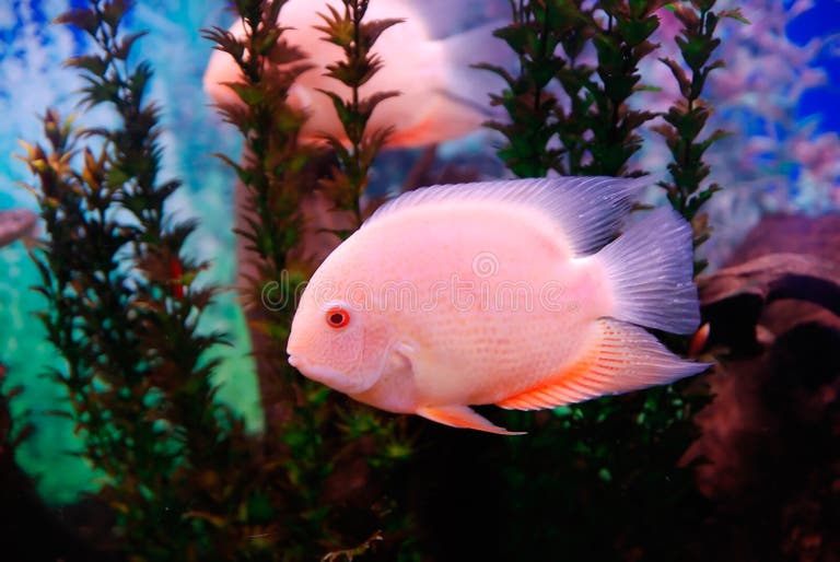 Beautiful pink fish stock image. Image of striped, bright - 5133425