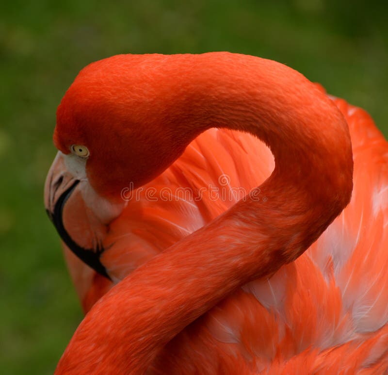 Shapely Flamingo stock photo. Image of unusual, brightly - 3366248