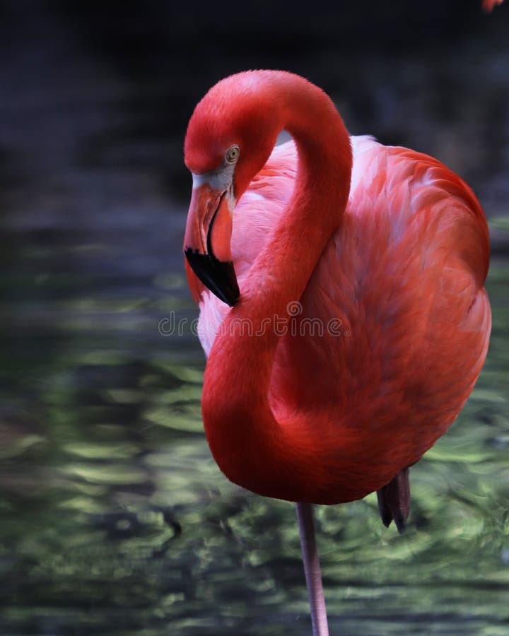 Beautiful pink Flamingo stock photo. Image of homosassa - 92393346