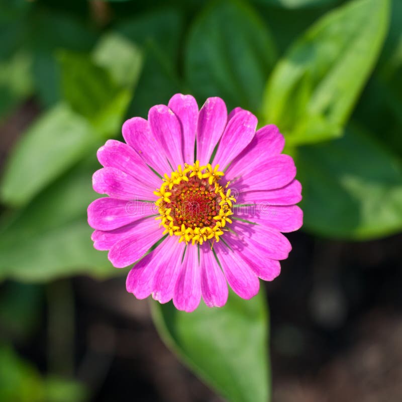 The Beautiful Pink Flower Blooming Stock Photo - Image of design, petal ...