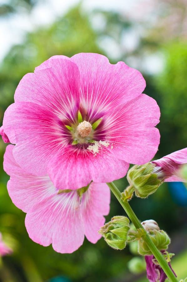The Beautiful Pink Flower Blooming Stock Image - Image of gardening ...