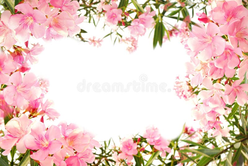 12,045 Light Pink Flower Border Stock Photos - Free & Royalty-Free ...