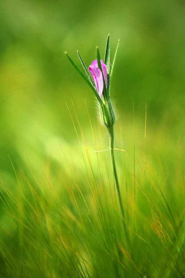 Beautiful pink flower bud stock photo. Image of growth - 5808232