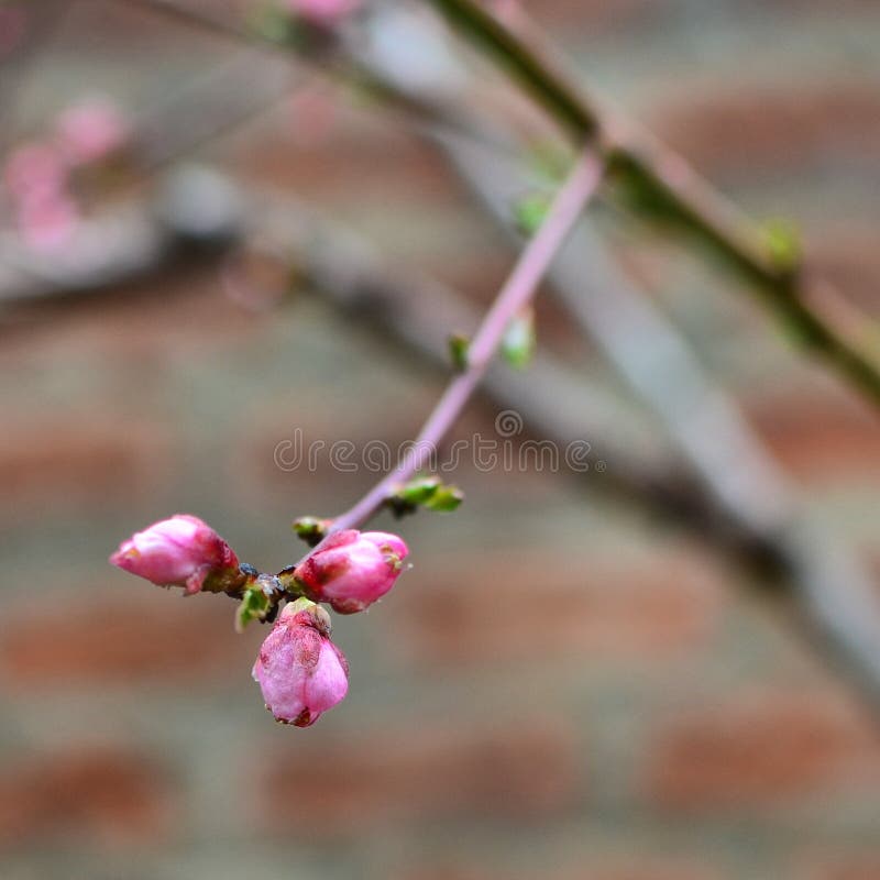 Beautiful Pink Flower Buds stock photo. Image of buds - 154276796