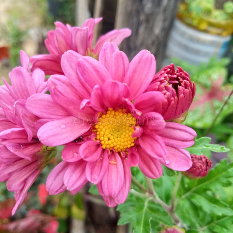 Bunga berwarna pink stock image. Image of beautiful - 250958885