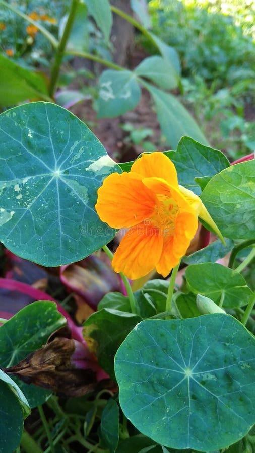 Beautiful Pink Flower Center for Two Leaf Stock Photo - Image of leaf ...