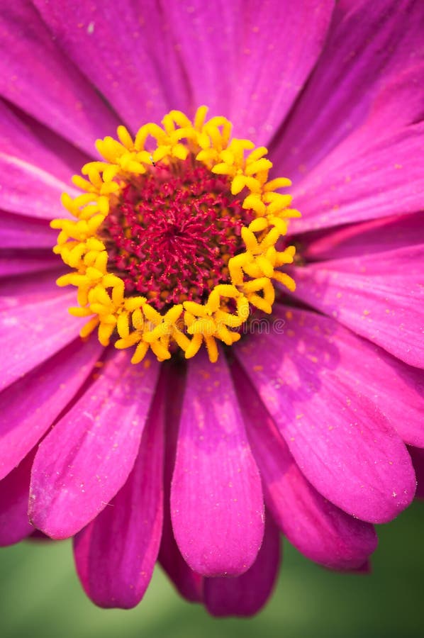 Beautiful Pink Flower Closed Up Stock Image - Image of blooming, nature ...