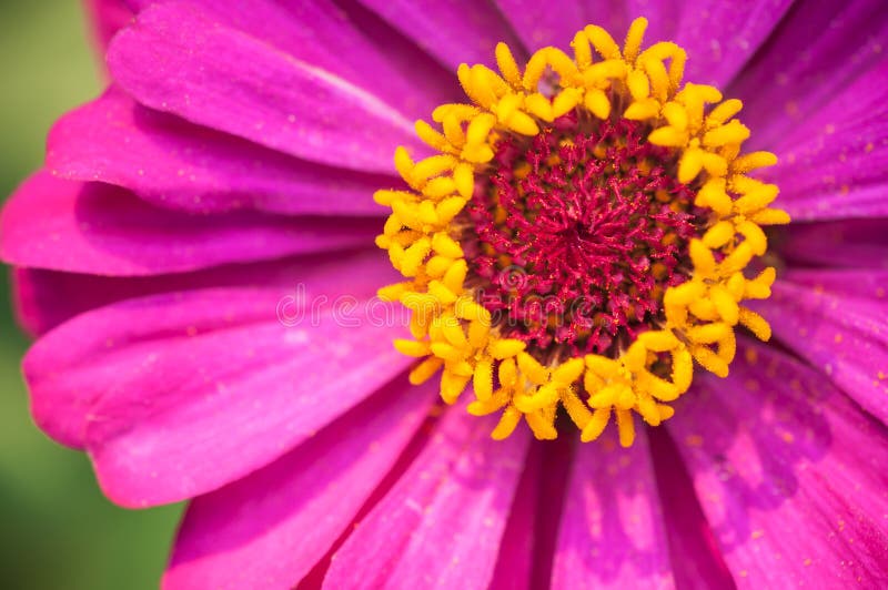 Beautiful Pink Flower Closed Up Stock Image - Image of allergy, petals ...