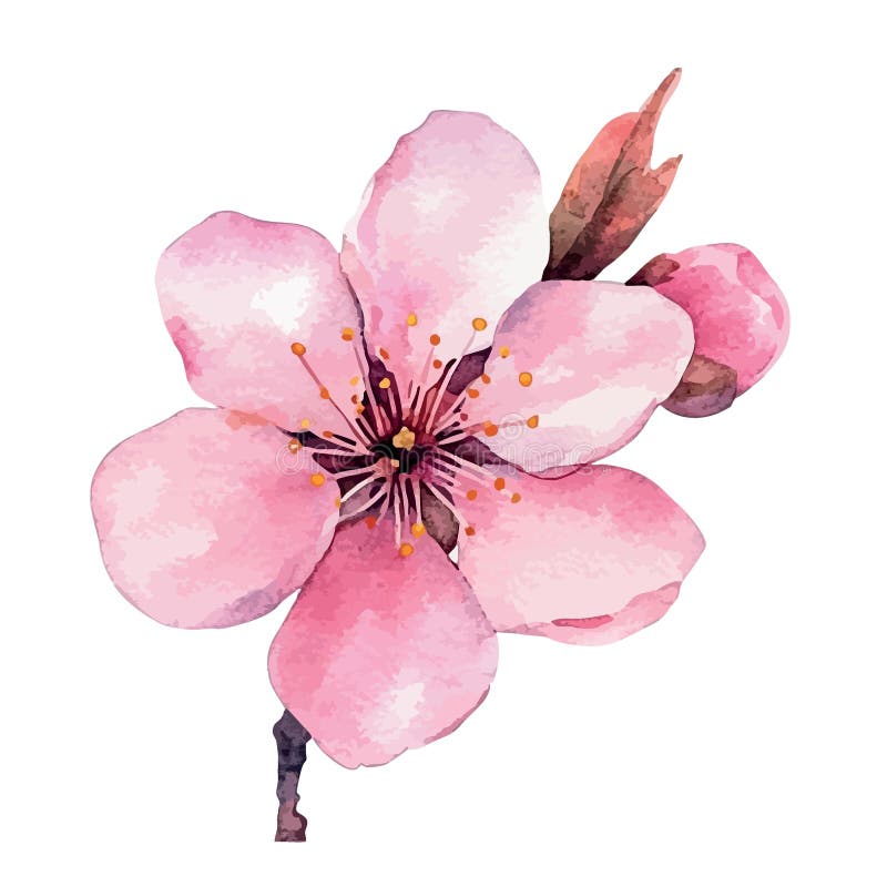 Beautiful Pink Flower with a Delicate Stem. the Stem is a Vibrant Shade ...