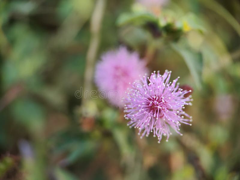 A Beautiful Pink Flower that Grows Wild in the Rice Fields Stock Image ...