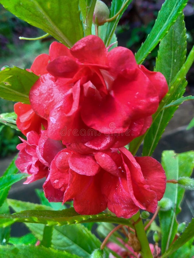 Beautiful Pink Flower in High Angle View Potrait Stock Image - Image of ...