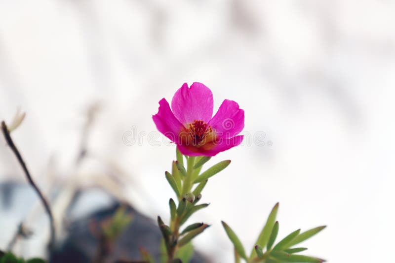 Beautiful Pink Flower Isolated Stock Image - Image of isolated, nature ...