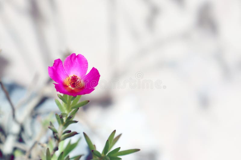Beautiful Pink Flower Isolated Stock Photo - Image of closeup ...
