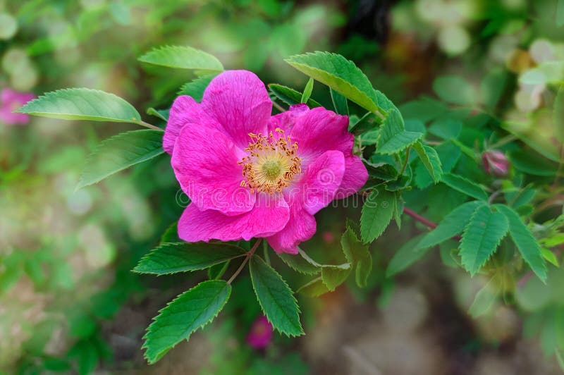 Beautiful Pink Flower of a Rosehip Plant Close-up. Horizontal Format ...