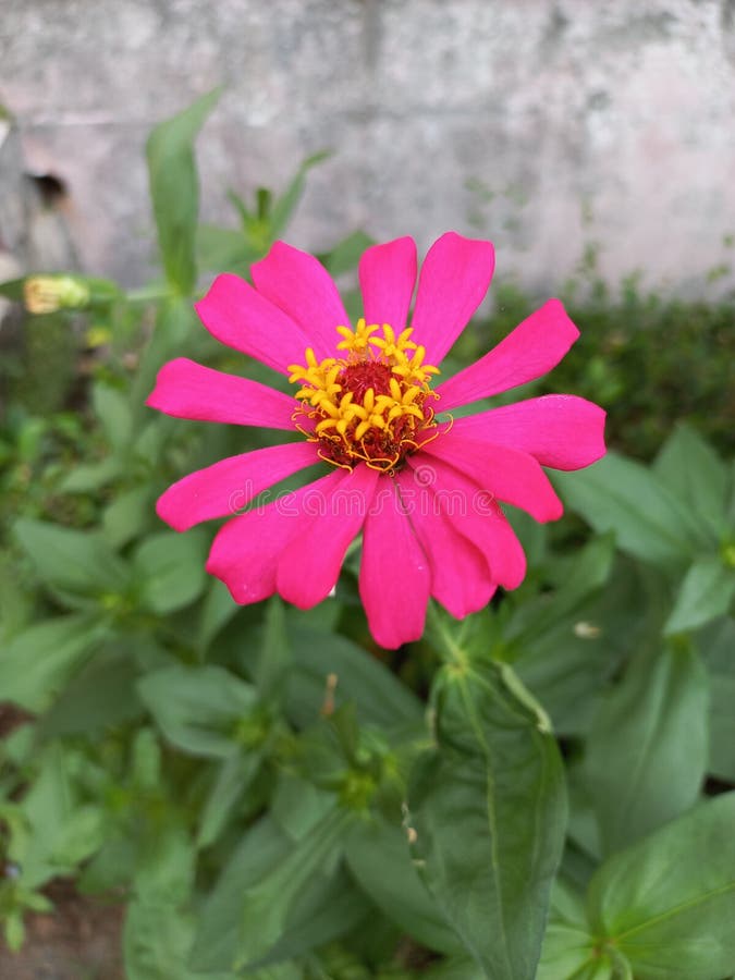 Beautiful Pink Flower on the Side Street Stock Photo - Image of ...