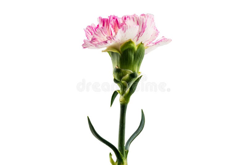 Beautiful Pink Flower on White Background Stock Photo - Image of event ...