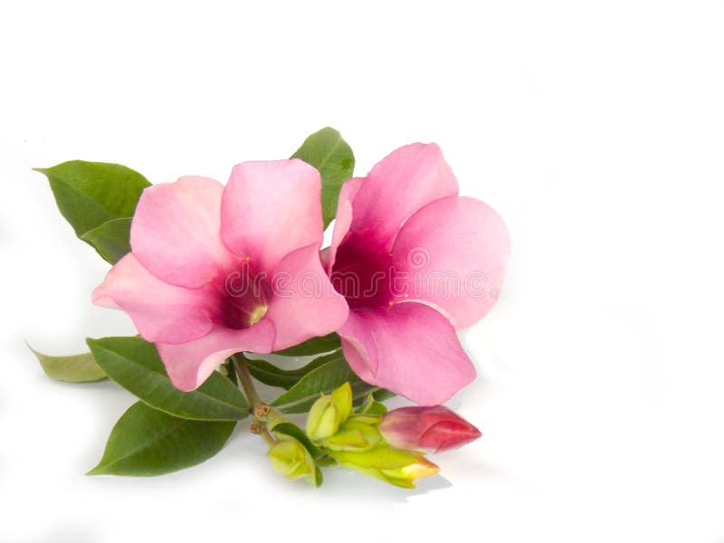 Beautiful Pink Flower on White Background Stock Image - Image of ...
