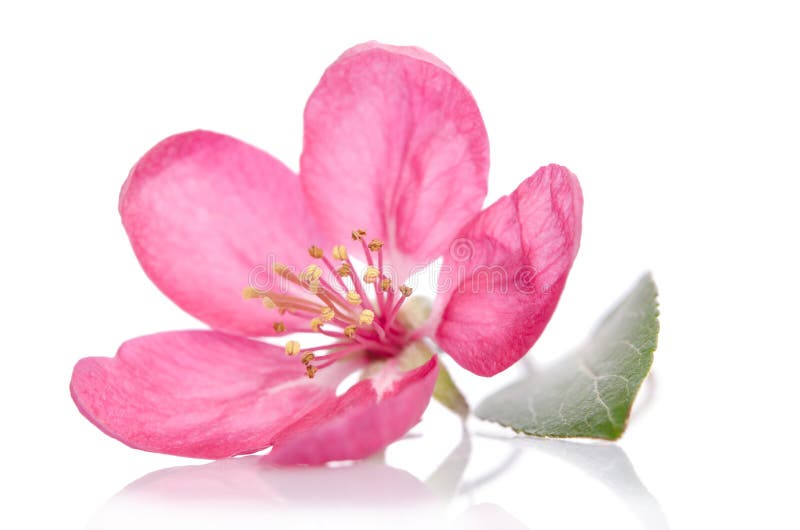 Beautiful Pink Flower on White Background Stock Image - Image of plants ...