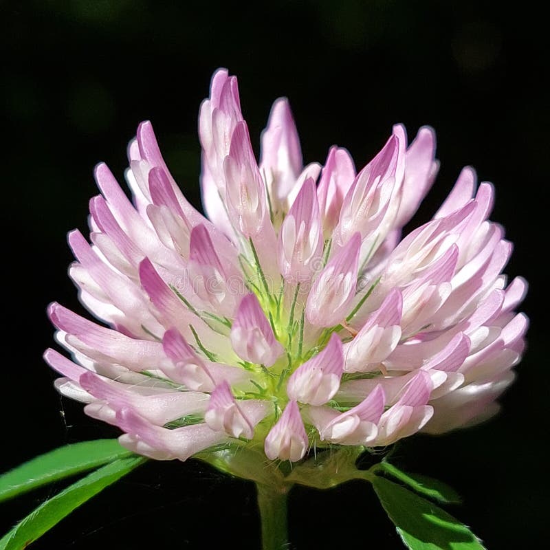Clover stock image. Image of pink, plant, clover, flowering - 252799291