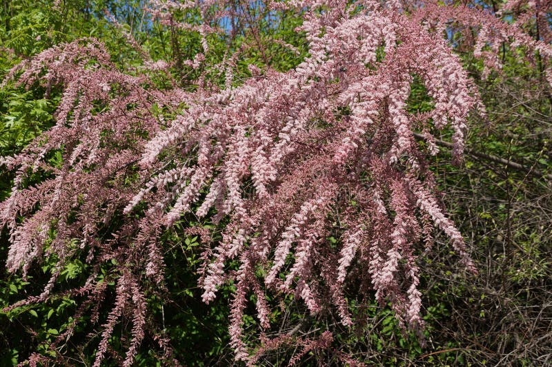Beautiful Pink Flowering Tamarisk Bush in Spring in Sunlight Stock ...