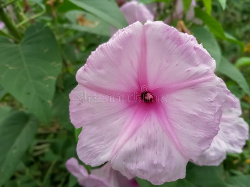 Beautiful Pink Flowers.pink Flowers Back Ground Stock Photo - Image of ...