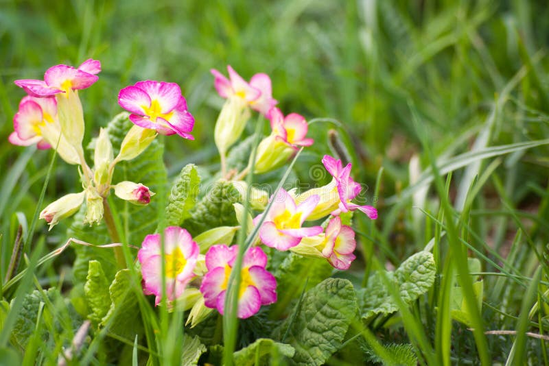 Beautiful Pink Flowers Bloom in Spring Time Stock Image - Image of leaf ...