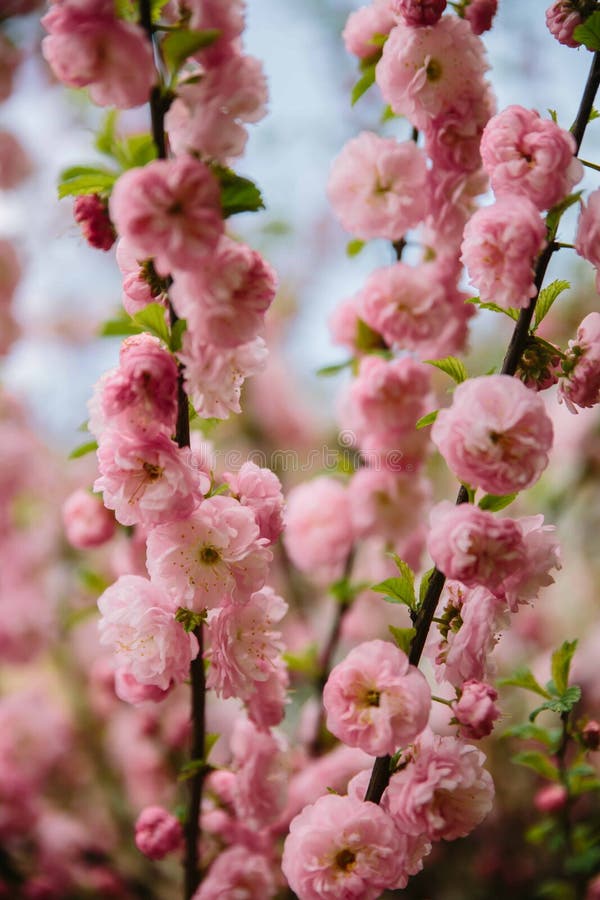Beautiful Pink Flowers in Bright Spring Day Stock Image - Image of ...