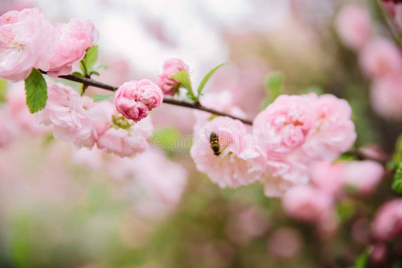 Beautiful Pink Flowers in Bright Spring Day Stock Image - Image of line ...