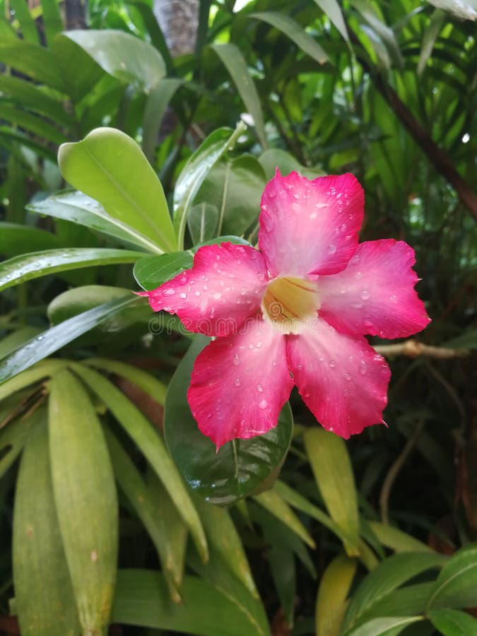 Beautiful pink flowers stock image. Image of plant, garden - 101795323
