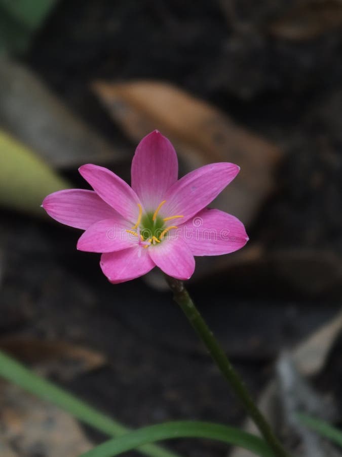 Beautiful Pink Flowers in the Forest in a Perfect Environment. Stock ...