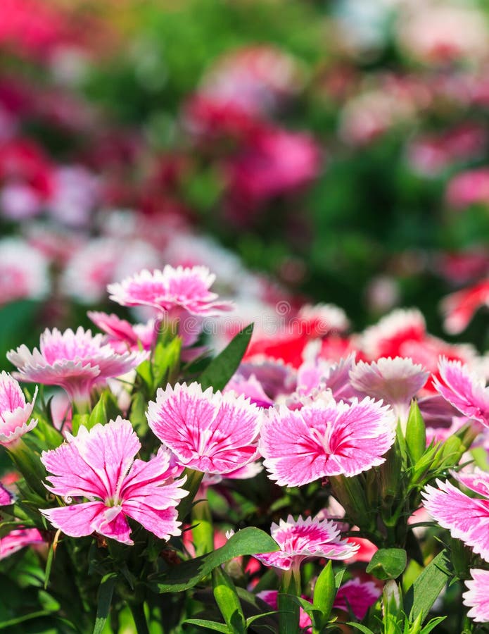 Beautiful Pink Flowers in the Garden Stock Image - Image of grass ...