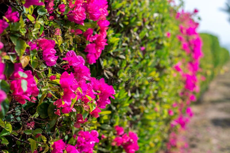 Beautiful Pink Flowers on a Green Bush Full Frame Stock Photo - Image ...