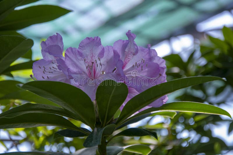 Beautiful Pink Flowers in Greenery Closeup on Nature Stock Photo ...