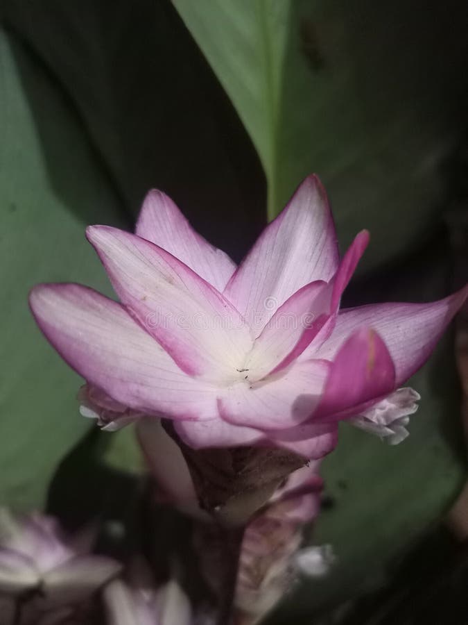 Beautiful Pink Flowers Grow Well Stock Photo - Image of orchid, flowers ...