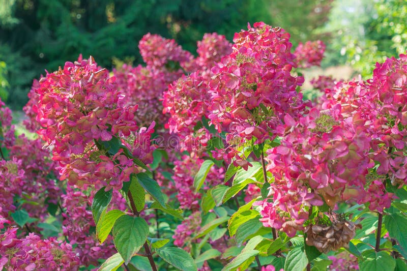 Beautiful Pink Flowers of Hydrangea Paniculata in the Garden. Panicle ...